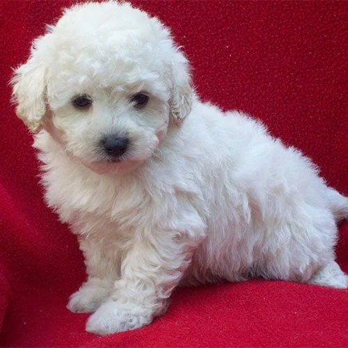 Precio De Perros Fresh Pool Mini Toy - Home Alqu