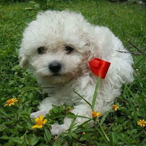 Castellano - Perros de venta en Quito - Cachorros de criadero Super Pet