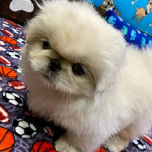 Pekinés imperial (cabeza de león) macho - Tienda de mascotas Super Pet