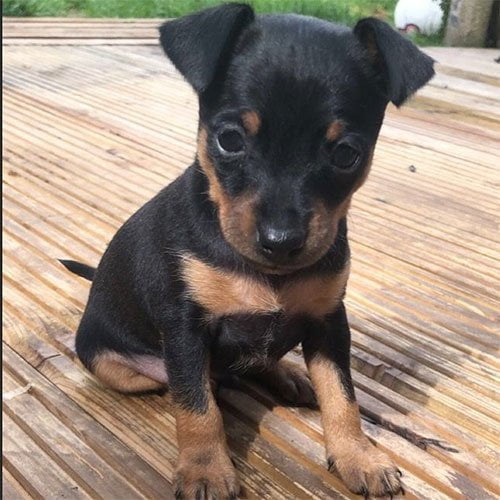 Pincher - Perros de venta en Quito - Cachorros de criadero Super Pet