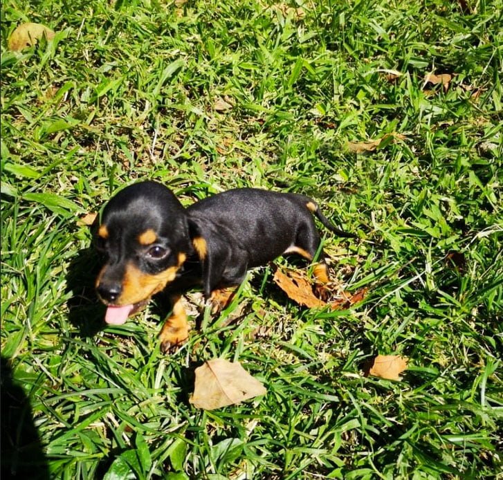 Salchicha - Perros de venta en Quito - Cachorros de criadero Super Pet