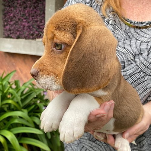 Beagle - Perros de venta en Quito, Guayaquil, Cuenca y todo Ecuador ...