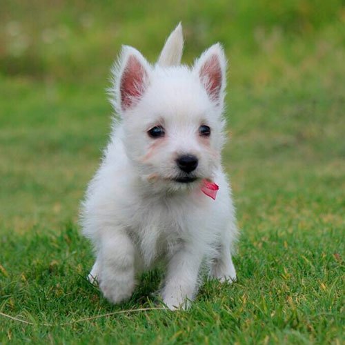 West Highland White Terrier - Perros de venta en Quito - Cachorros de ...
