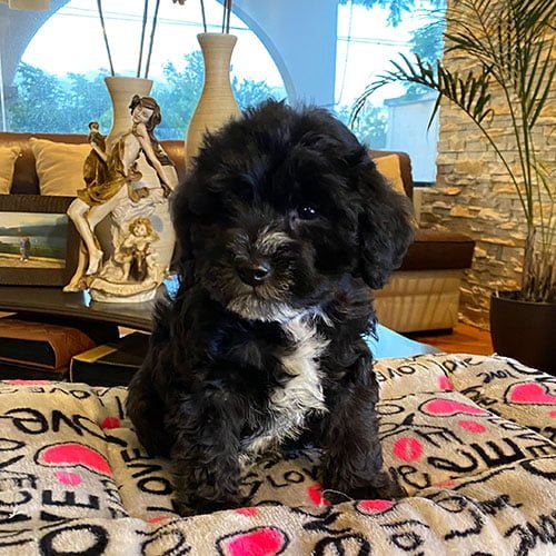 Venta de perros en Quito, Guayaquil, Cuenca y todo Ecuador - Cachorros ...