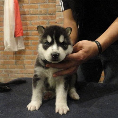 Husky Siberiano - Perros de venta en Quito, Guayaquil, Cuenca y todo ...