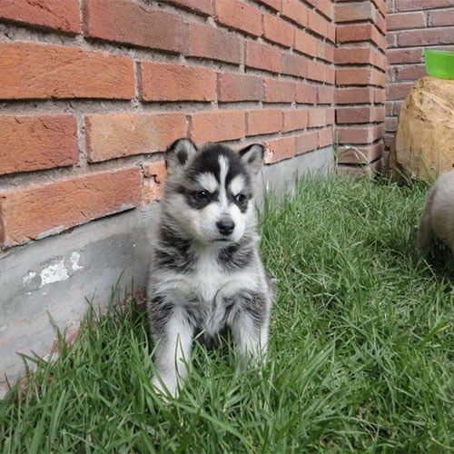 Husky Siberiano - Perros de venta en Quito, Guayaquil, Cuenca y todo ...