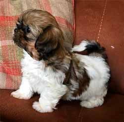 Shitzu - Perros de venta en Quito, Guayaquil, Cuenca y todo Ecuador ...