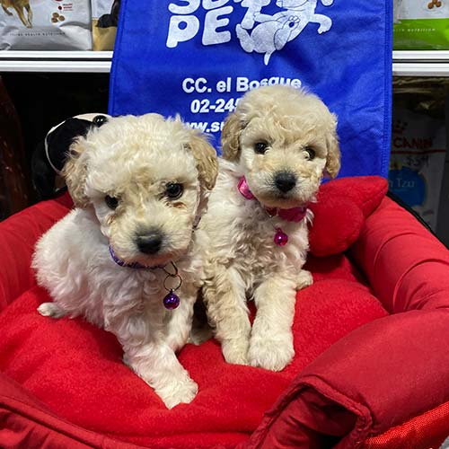 Castellano - Perros de venta en Quito, Guayaquil, Cuenca y todo Ecuador ...