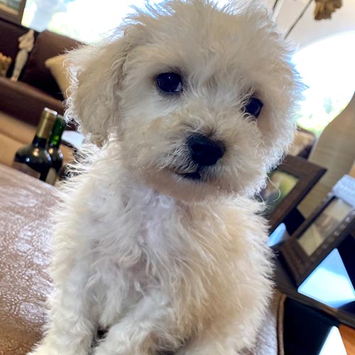 Castellano - Perros de venta en Quito, Guayaquil, Cuenca y todo Ecuador ...