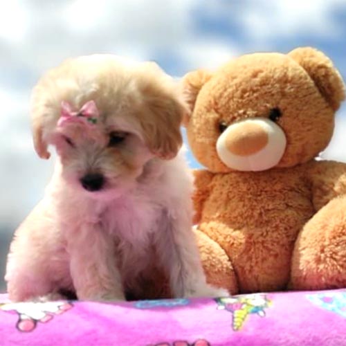 Castellano - Perros de venta en Quito, Guayaquil, Cuenca y todo Ecuador ...