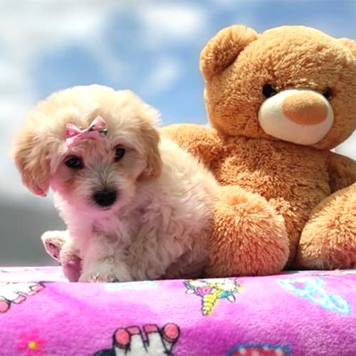 Castellano - Perros de venta en Quito, Guayaquil, Cuenca y todo Ecuador ...