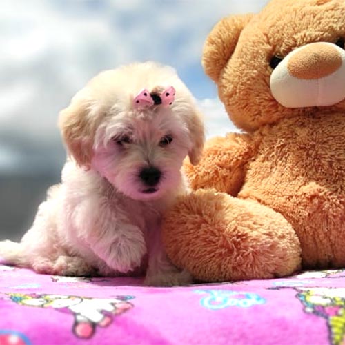 Castellano - Perros de venta en Quito, Guayaquil, Cuenca y todo Ecuador ...