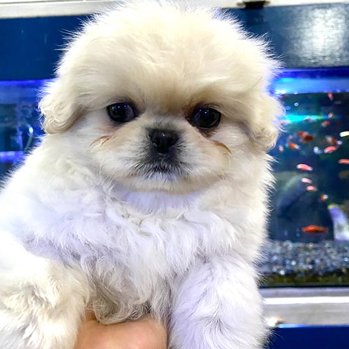 Pequinés - Perros de venta en Quito, Guayaquil, Cuenca y todo Ecuador ...