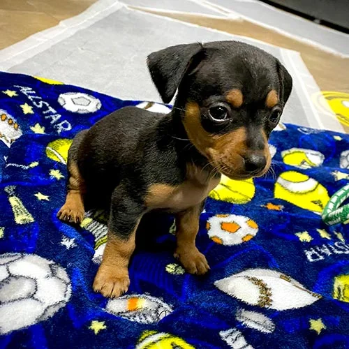 Son Los Pinscher Miniatura Los Perros Mas Inteligentes