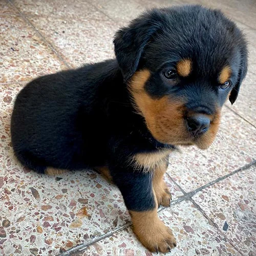 Perros Rottweiler Bebes
