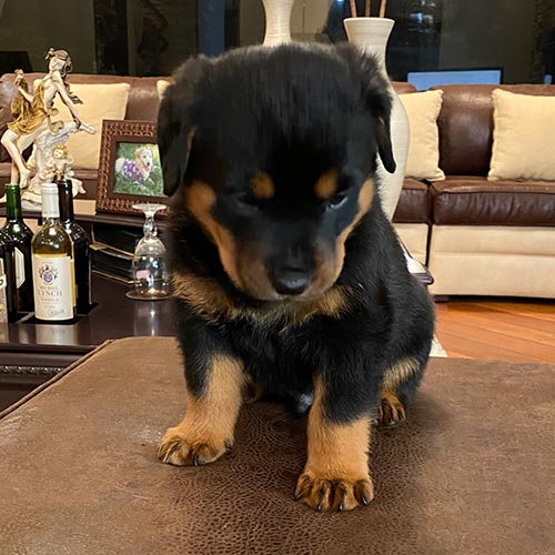 Rottweiler - Perros de venta en Quito, Guayaquil, Cuenca y todo Ecuador ...