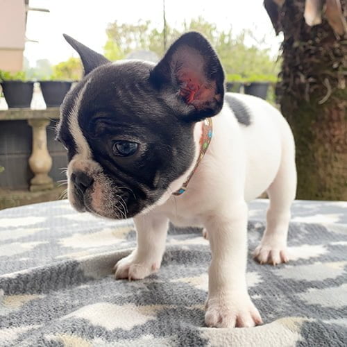 Bulldog Francés - Perros de venta en Quito, Guayaquil, Cuenca y todo ...