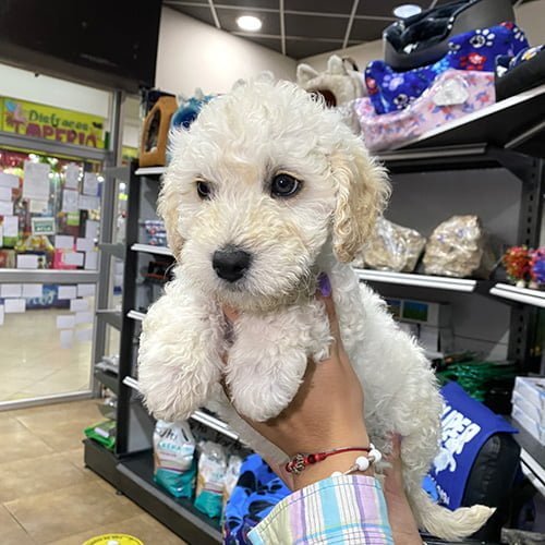 Castellano - Perros de venta en Quito, Guayaquil, Cuenca y todo Ecuador ...