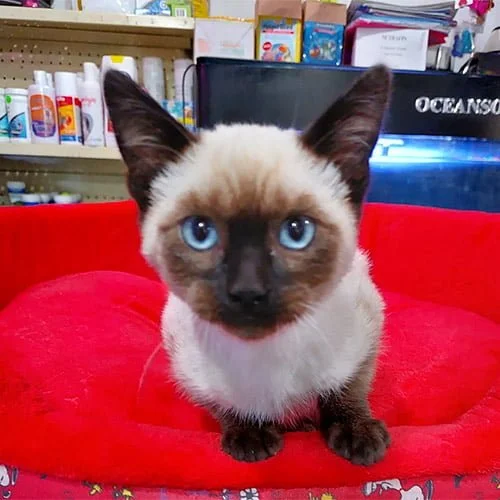 Gato británico rojo (31 fotos): descripción de los gatos de color rojo ...