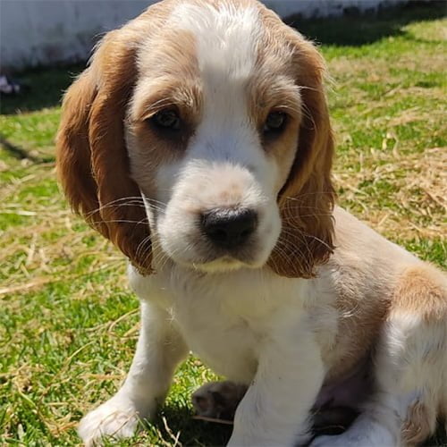 Venta de perros en Quito, Guayaquil, Cuenca y todo Ecuador - Cachorros ...