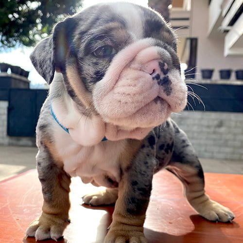 Perros exóticos de venta en Ecuador - Bulldog, Pomerania, Bulldog ...