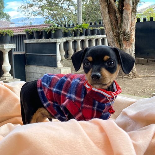 Venta de perros en Quito, Guayaquil, Cuenca y todo Ecuador - Cachorros ...
