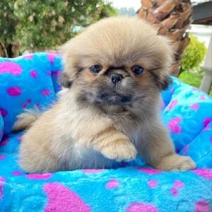 Razas De Perros Pequenos Pequines Pekinés | Zooplus