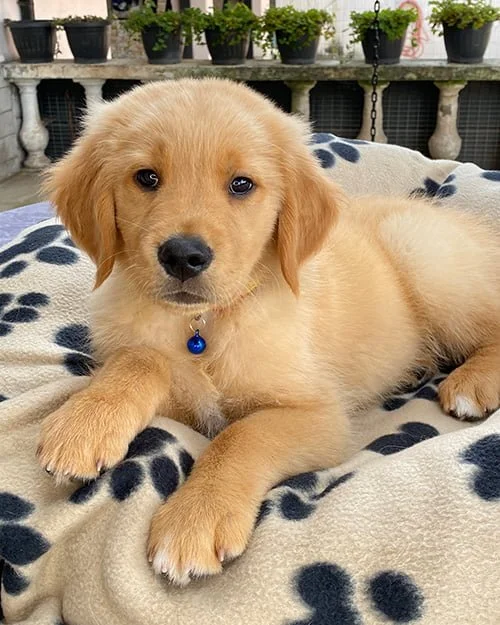 Animales Perro Golden Retriever BCN Animals Cachorros : Golden