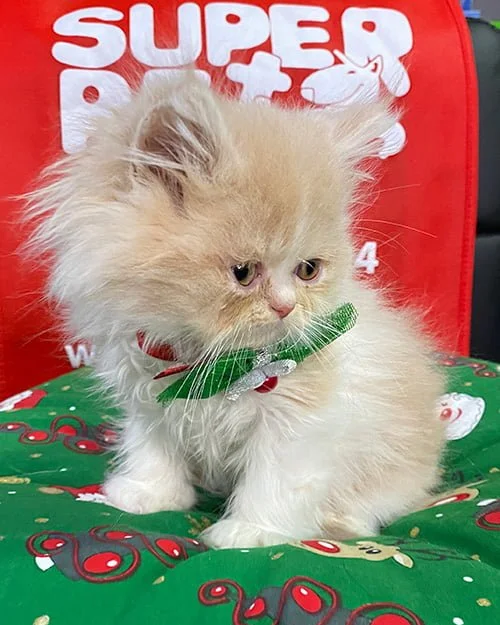 Gato Persa hembra color crema de venta en Ecuador - Tienda de mascotas ...