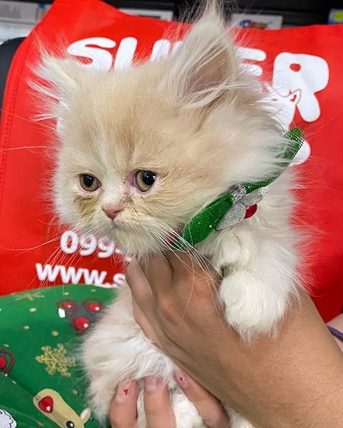 Gato Persa Color Crema Conoce El Elegante Mundo Del Gato Persa