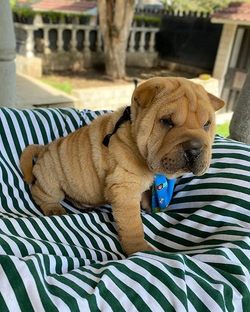 Shar Pei macho de venta en Ecuador - Tienda de mascotas Super Pet
