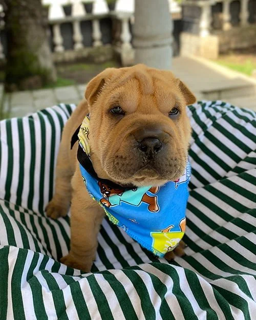 Shar Pei macho de venta en Ecuador - Tienda de mascotas Super Pet