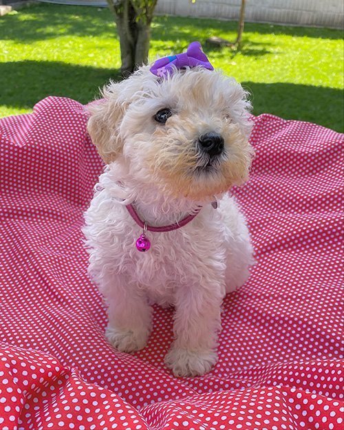 Castellano hembra de venta en Ecuador - Tienda de mascotas Super Pet