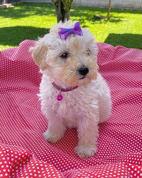 Castellano hembra de venta en Ecuador - Tienda de mascotas Super Pet