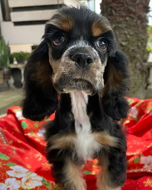 Cocker Americano macho tricolor de venta en Ecuador - Tienda de ...