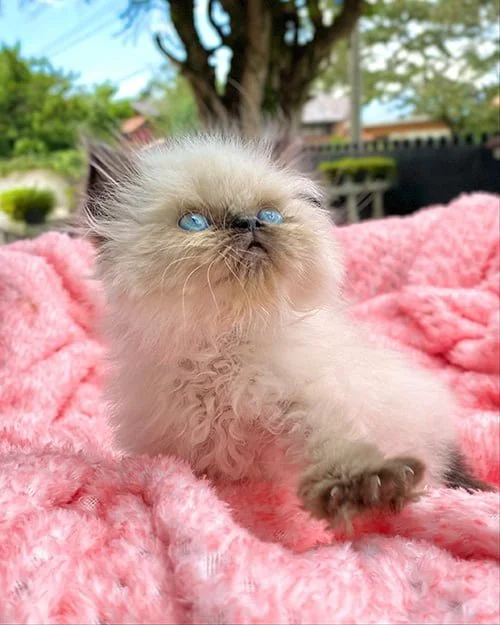 Gato Persa Del Himalaya Persa Himalayo Calidad Show Gatos Y Gatitos En