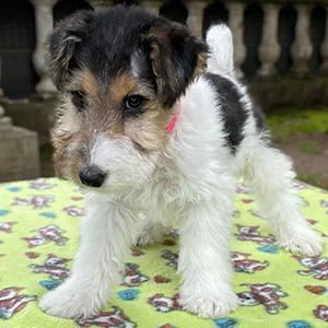 Cuanto Cuestan Los Cachorros De Fox Terrier De Pelo Duro