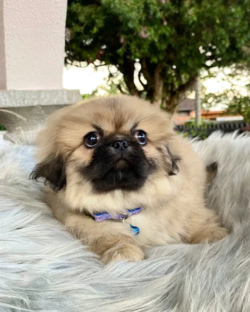 Pekinés imperial macho de venta en Ecuador - Tienda de mascotas Super Pet