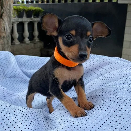 Los Pinscher Miniatura Son Buenos Con Otros Perros