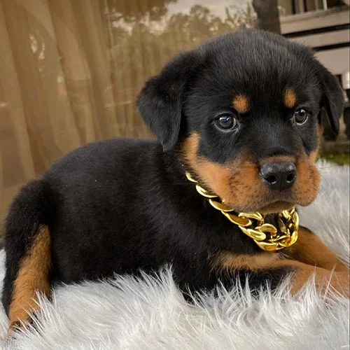 Perros Rottweiler Bebes